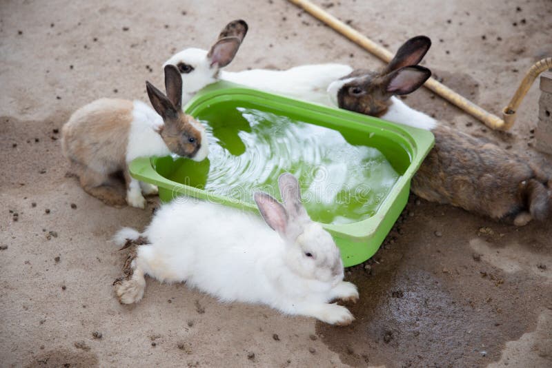 A Flock of Multicolored Multi-sized Rabbits. Stock Photo - Image of ...