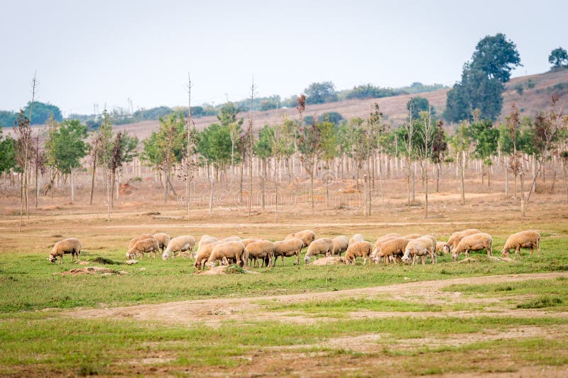 Flocks of sheep in Turkey stock image. Image of forest - 76611787