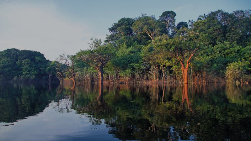 Flod Och Regnskog I Amazonas, Brasilien Arkivfoto - Bild av växt ...
