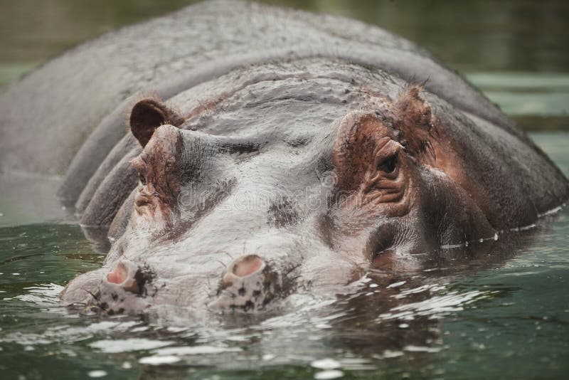 Flodhäst fotografering för bildbyråer. Bild av flod, bifokal - 20525001
