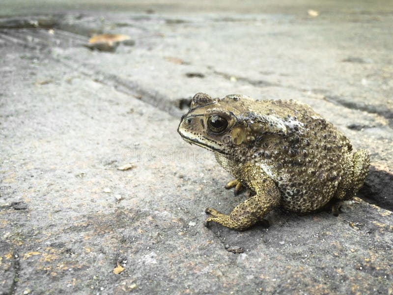 A flog stock photo. Image of mexico, natural, basin, toad - 55381198