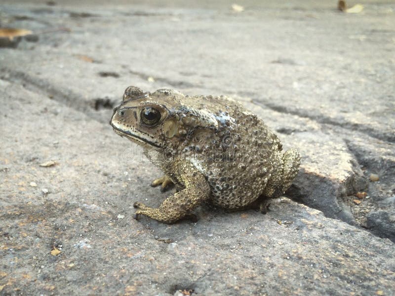 A flog stock photo. Image of nature, basin, toad, wild - 55381630