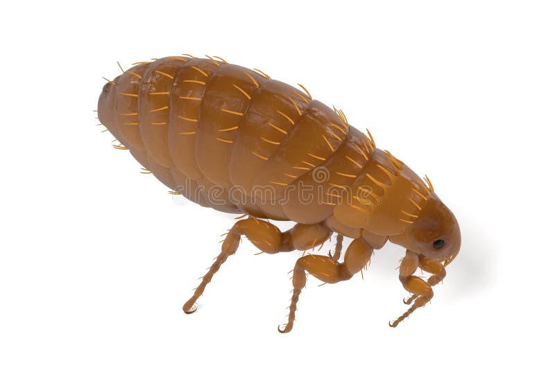 Floh stock abbildung. Illustration von parasit, abbildung - 82076422