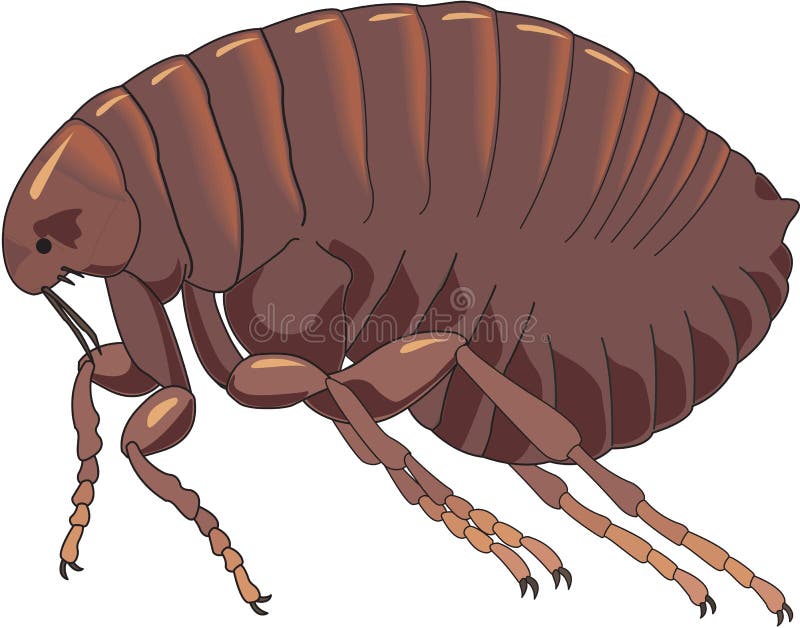 Flohabbildung vektor abbildung. Illustration von wild - 14369944