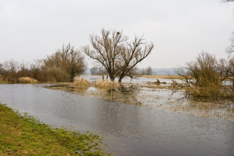 Flood stock photo. Image of reed, floodwaters, grass, oder - 6087014
