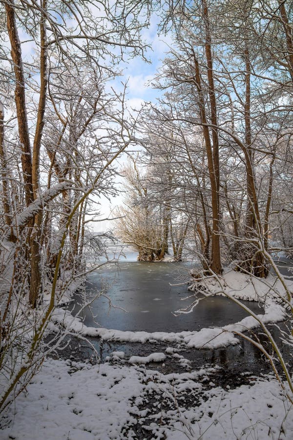 Winter Forest In Black And White Picture Image 83035439