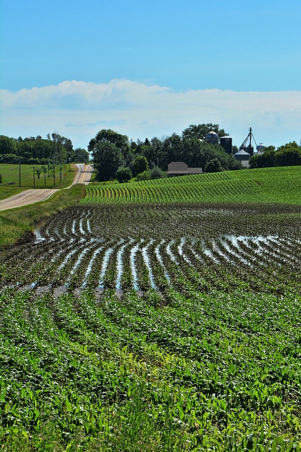 Flood Damaged Field stock photo. Image of corn, dying - 41839660