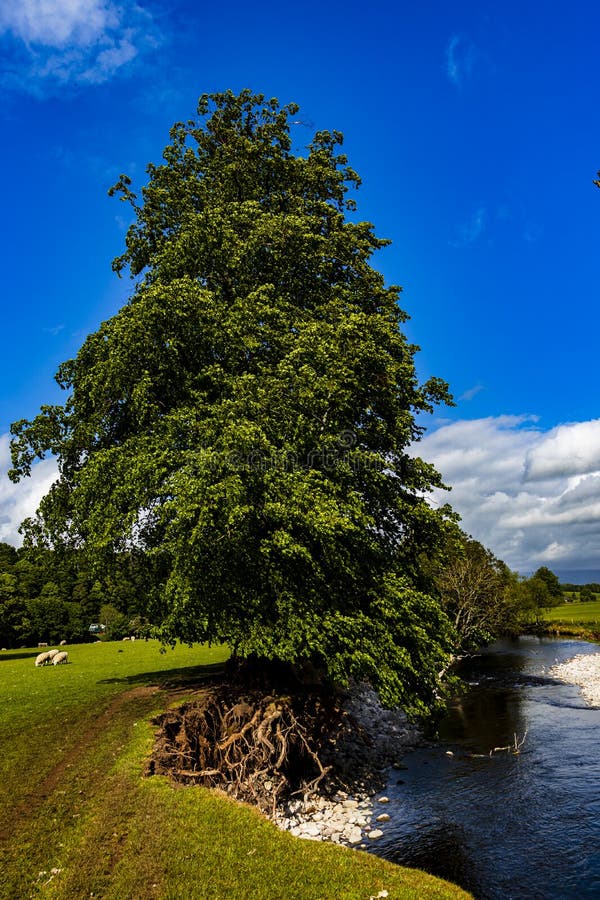 Flood Damaged Tree on the River Eamont Penrith Stock Photo - Image of ...