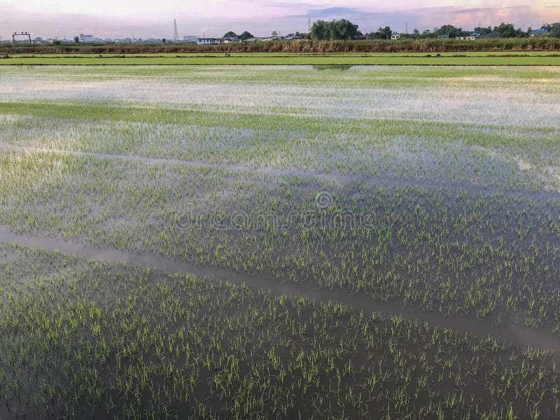 Flood in Falling Rice Field Stock Image - Image of deluge, cataclysm ...