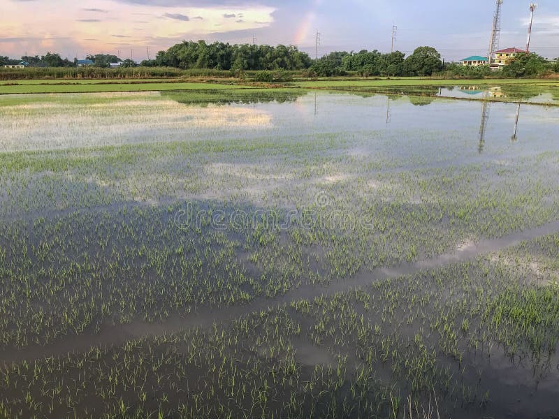 Flood in Falling Rice Field Stock Photo - Image of abstract, background ...