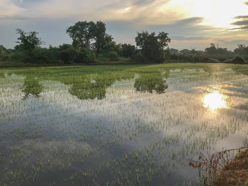 Flood in Falling Rice Field Stock Image - Image of condensation ...