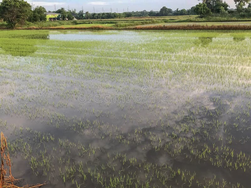 Flood in Falling Rice Field Stock Image - Image of flood, deluge: 123987575