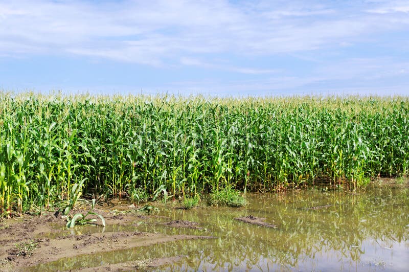 Flood on the field. stock photo. Image of outdoors, agriculture - 17936700