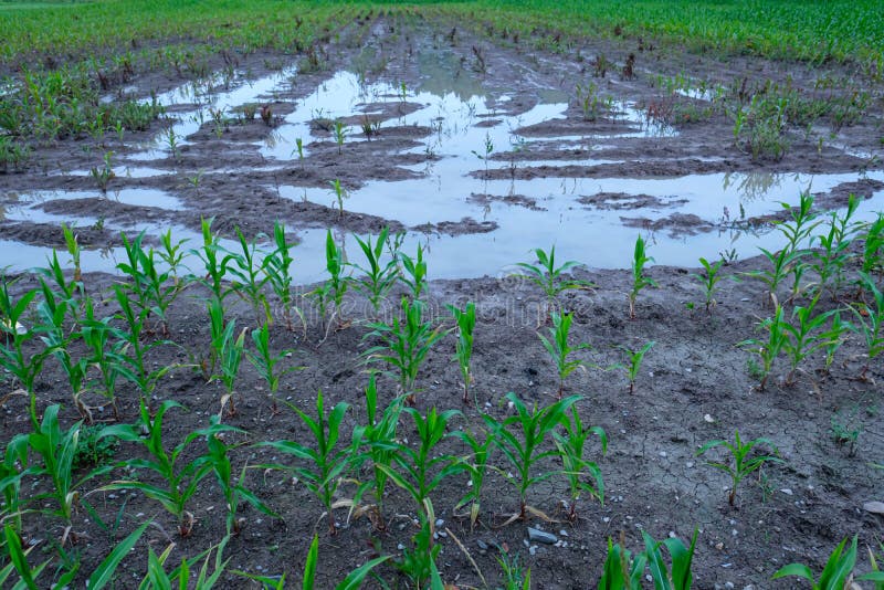 Flood Corn Mold Blight Maize Yellow Ears Plants Field Damaged Flooded ...