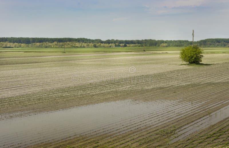 Flood in field stock photo. Image of change, growing - 40778076