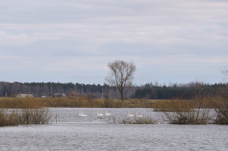 Flood in Fields. Lithuanian Spring Landscape Stock Photo - Image of ...
