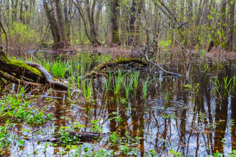 Flood on bog in forest stock photo. Image of tourism - 144288676