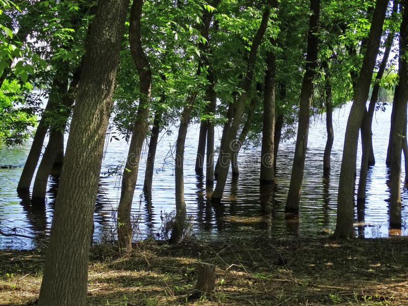 Flood in the forest stock image. Image of wood, flood - 107609337