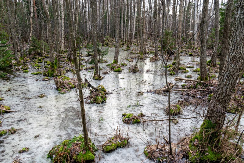 Flood, Forest, Tree Trunks Frozen in Water, Winter Stock Photo - Image ...