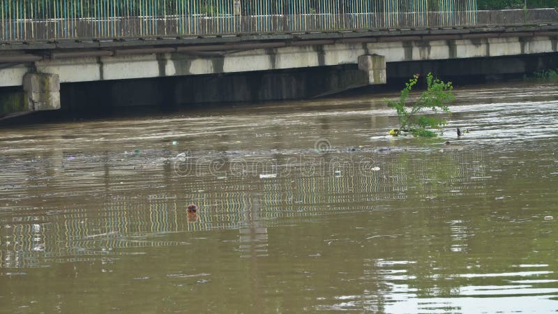 Flood on a Over the River Bridge Drowned by the Floods Stock Video ...