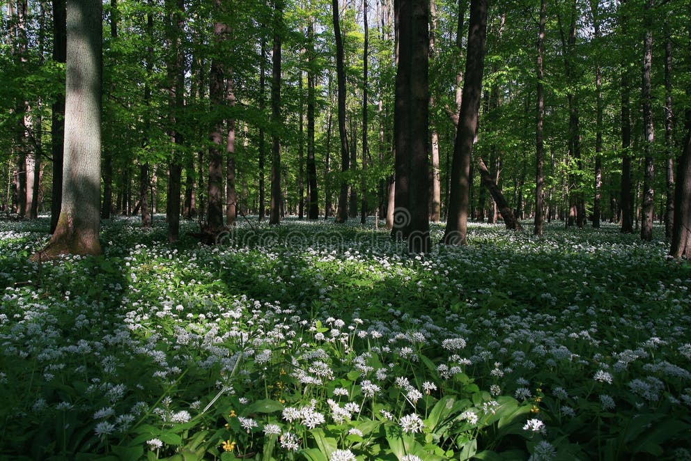 Flood-plain forest stock photo. Image of grass, branch - 2372342