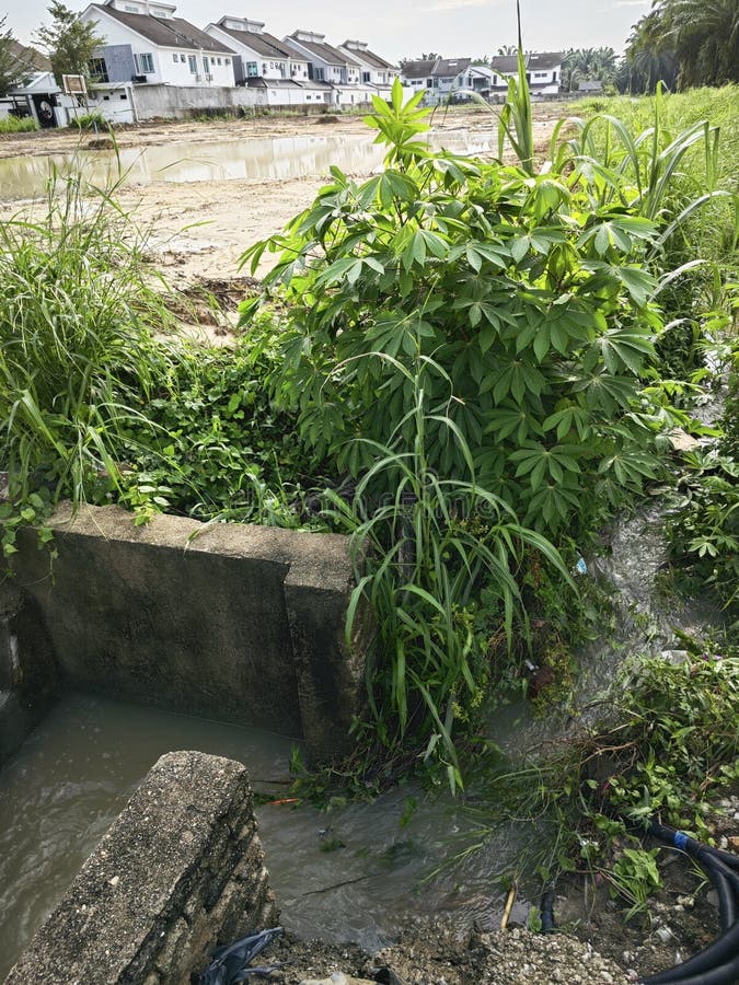 Flood Rainwater from the Farm Flowing into the Drainage System. Stock ...