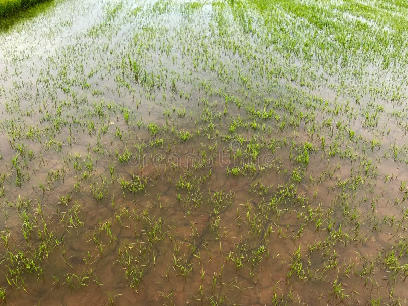 Flood in Rice Field at Thailand Stock Photo - Image of conservation ...