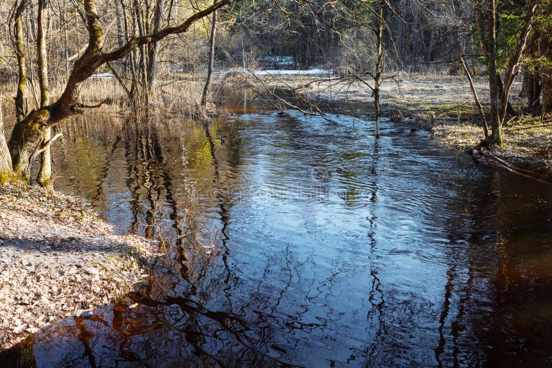 The Flood of the River in the Forest with Tall Pine Trees in the Spring ...