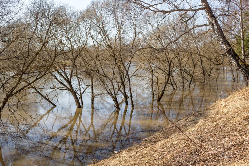 The Flood of the River in Spring in High Water Stock Image - Image of ...
