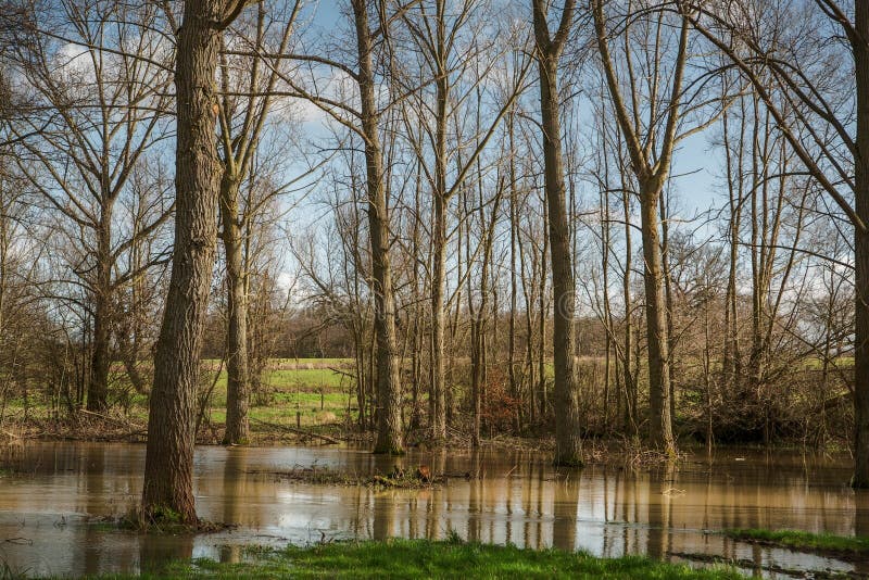 Flood in wood stock image. Image of conservation, outdoor - 37864045