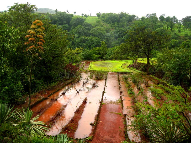 960 Monsoon Farming Stock Photos - Free & Royalty-Free Stock Photos ...