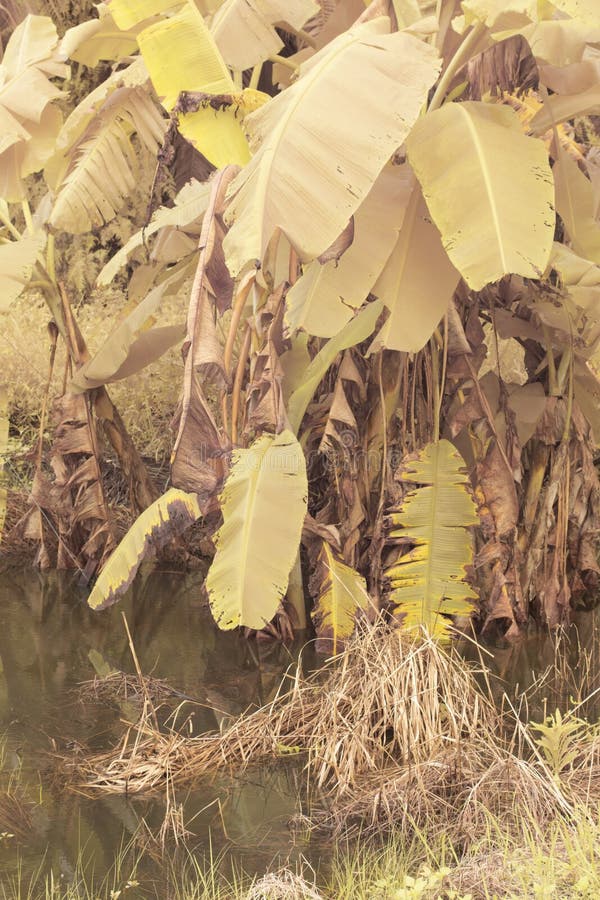 Flooded Farm Surrounding the Banana Tree after Heavy Rain. Stock Photo ...