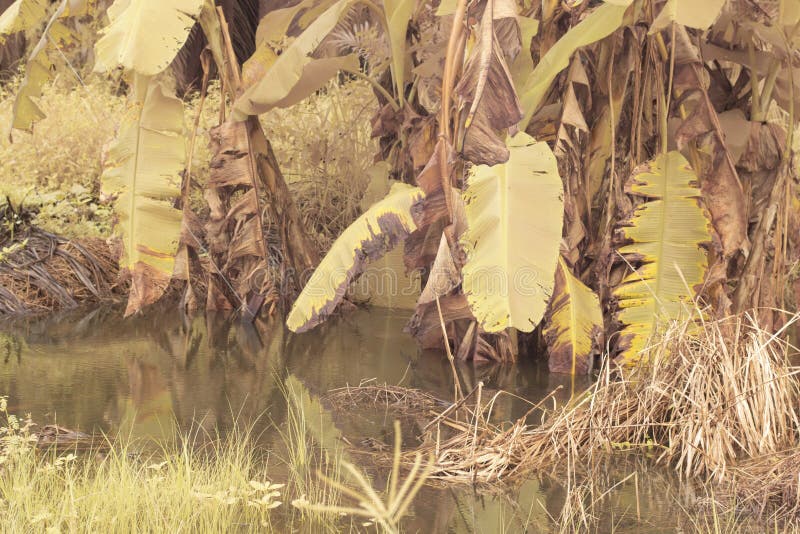 Flooded Farm Surrounding the Banana Tree after Heavy Rain. Stock Photo ...