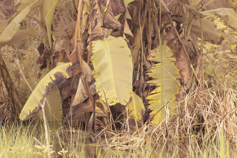 Flooded Farm Surrounding the Banana Tree after Heavy Rain. Stock Image ...