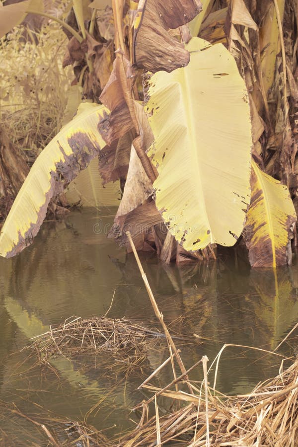 Flooded Farm Surrounding the Banana Tree after Heavy Rain. Stock Photo ...