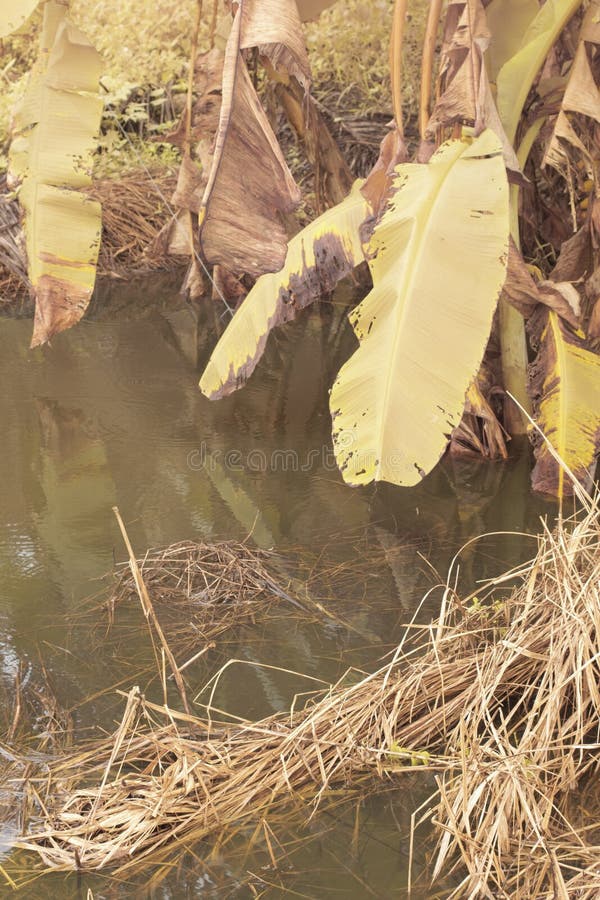 Flooded Farm Surrounding the Banana Tree after Heavy Rain. Stock Image ...