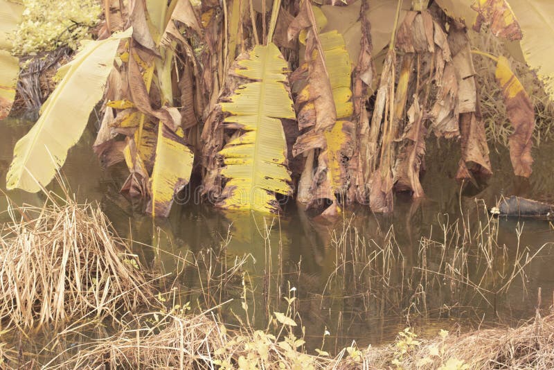 Flooded Farm Surrounding the Banana Tree after Heavy Rain. Stock Image ...