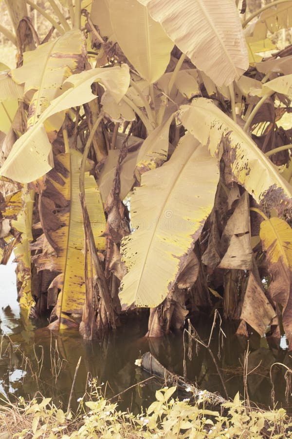 Flooded Farm Surrounding the Banana Tree after Heavy Rain. Stock Photo ...