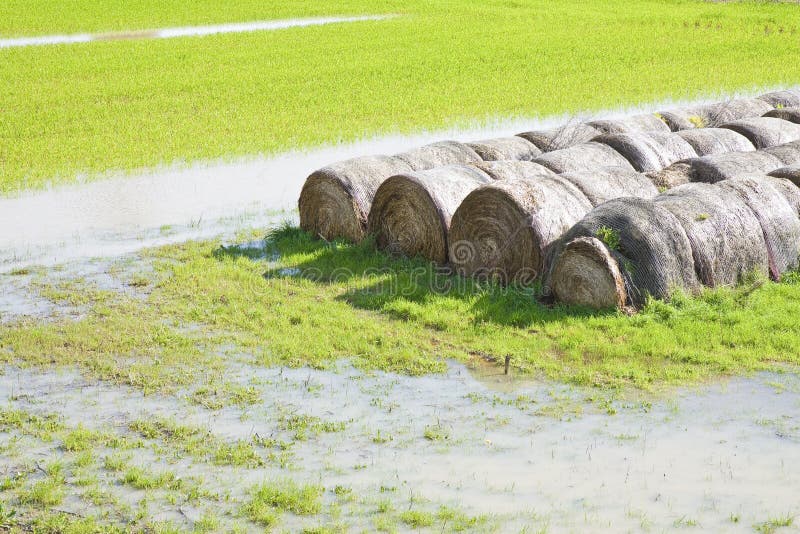 Flooded Fields with Wet Hay Bales after Torrential Rain Stock Image ...