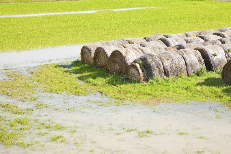 Hay Bales on a Flooded Field and Country Road Stock Image - Image of ...