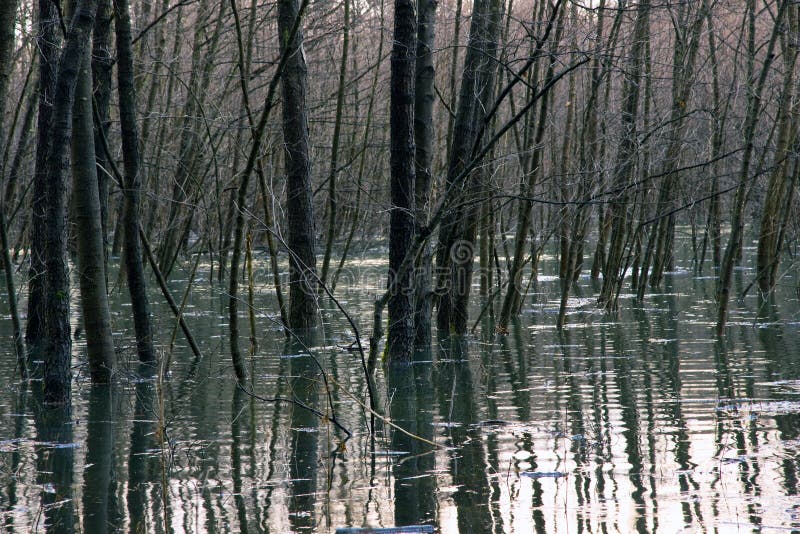 Flooded Forest stock image. Image of tree, natural, water - 13064525