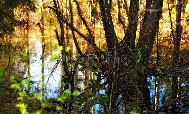 Flooded Forest stock image. Image of grass, horizontal - 20928081