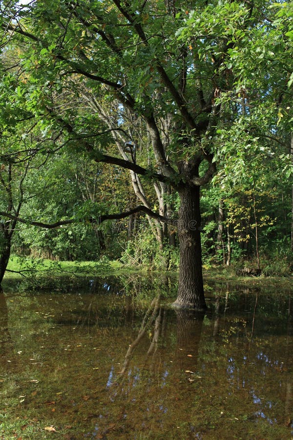 Flooded forest stock photo. Image of foliage, picturesque - 159256158