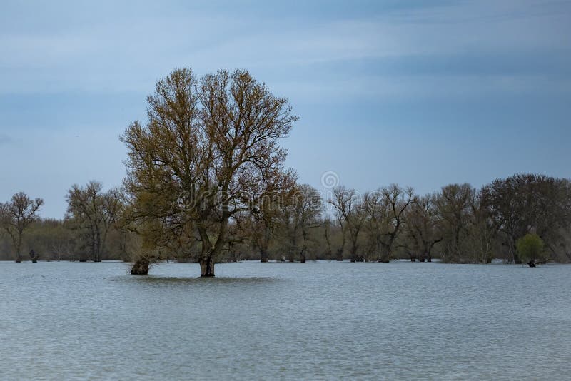 Flooded forest stock image. Image of land, flooded, flooding - 113911157