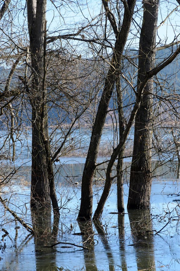 Flooded forest stock photo. Image of marsh, forest, ecological - 88454350