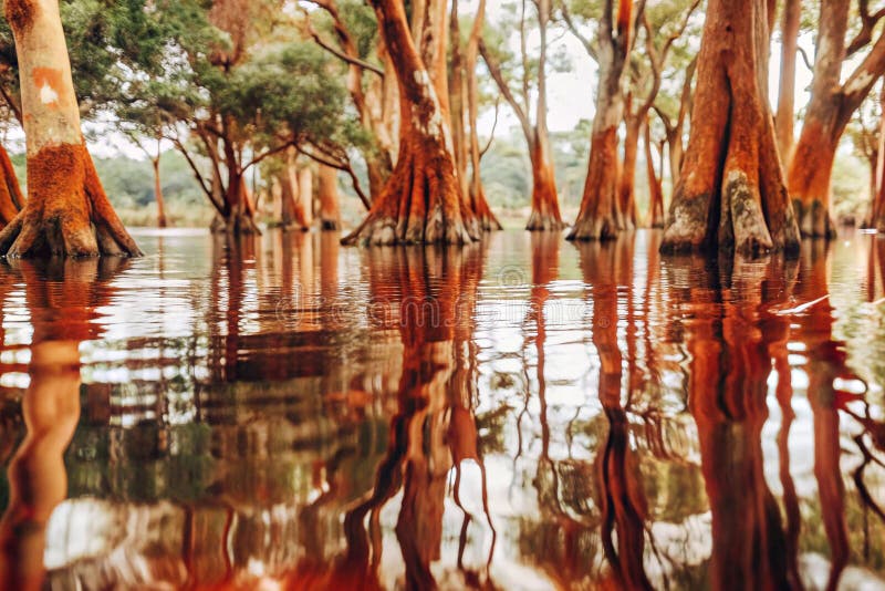 Flooded Forest, Red Trees, Reflecting Water, Tranquil Scene Stock ...