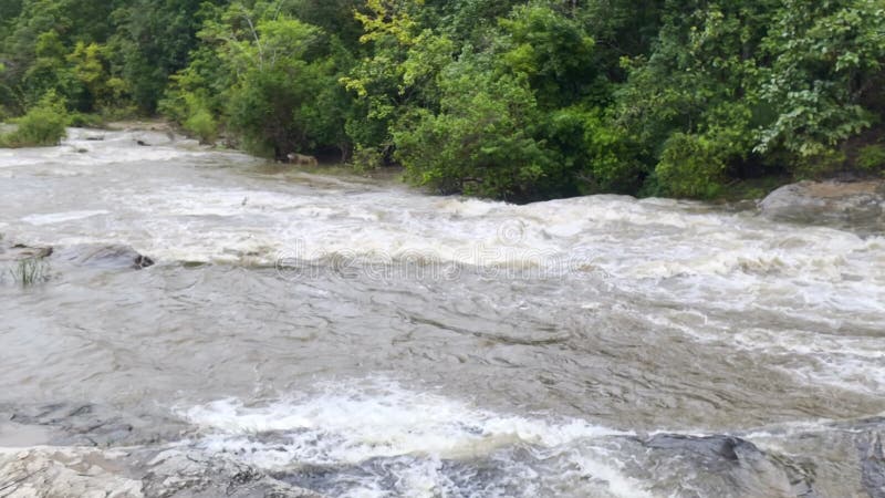 Flooded Forest Stream with Strong Water Flow. Stock Footage - Video of ...