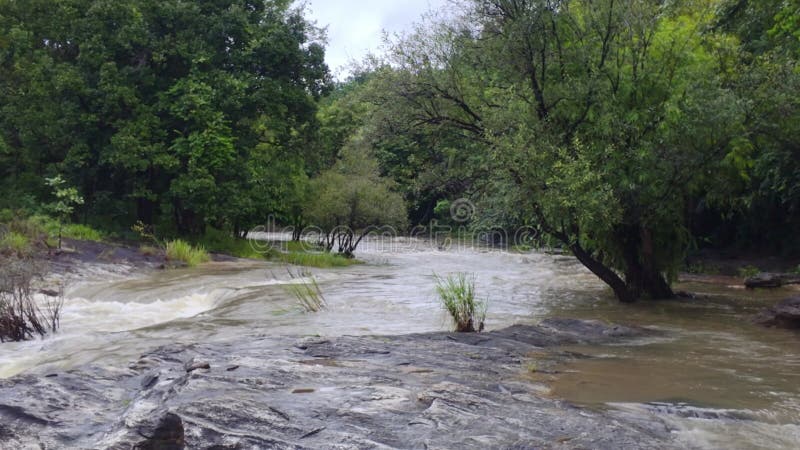 Flooded Forest Stream with Strong Water Flow. Stock Footage - Video of ...
