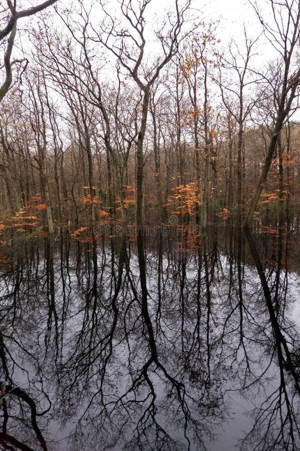 Flooded forest stock image. Image of change, outdoor - 300281837