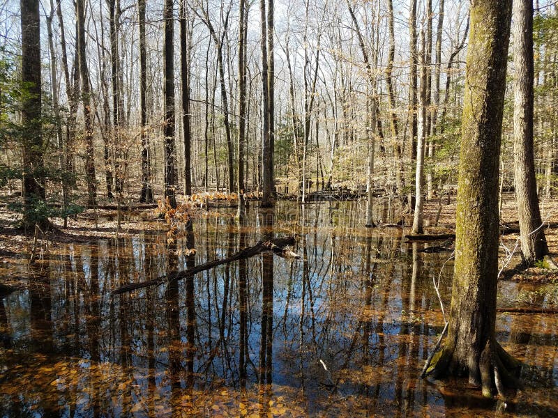Flooded Forest or Woods with Trees and Water Stock Photo - Image of ...